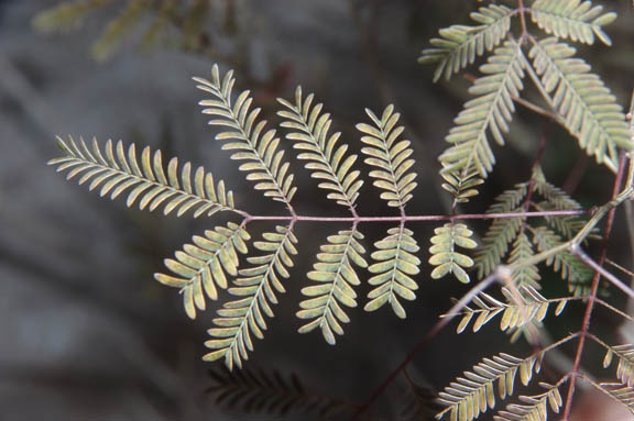 Sonoran Desert Plants - Acaciella angustissima (White-ball Acacia,Fern ...