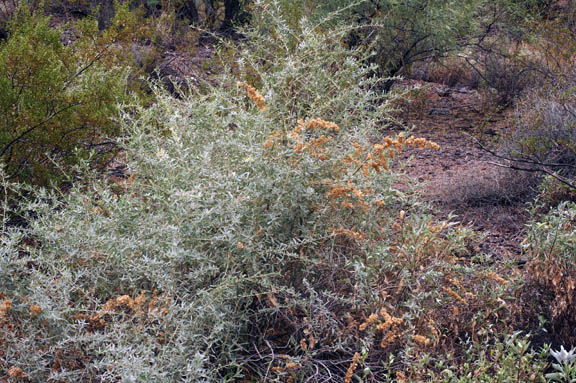 Sonoran Desert Plants - Atriplex canescens (Four-wing saltbush,chamizo ...