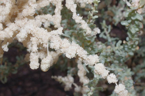 Sonoran Desert Plants - Atriplex polycarpa (Desert saltbush,Allscale ...