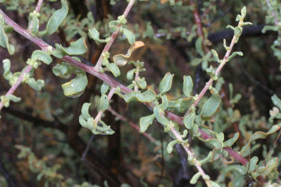 Sonoran Desert Plants - Atriplex polycarpa (Desert saltbush,Allscale ...