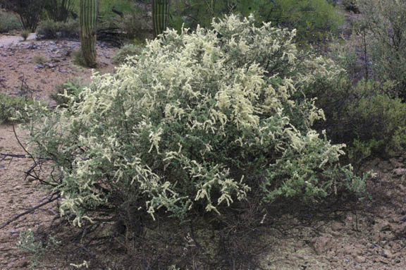 Sonoran Desert Plants - Atriplex polycarpa (Desert saltbush,Allscale ...