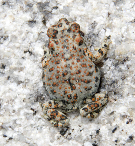 Sonoran Desert Reptiles - Bufo punctatus (Red-spotted toad)