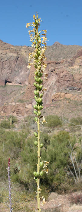 Sonoran Desert Plants - Agave schottii (Amolillo,Shin Dagger)