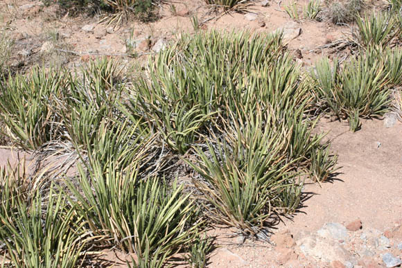 Sonoran Desert Plants - Agave schottii (Amolillo,Shin Dagger)