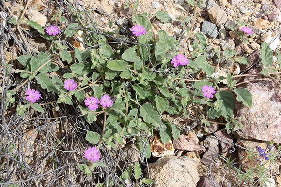Sonoran Desert Plants - Allionia incarnata (Trailing Four-o'clock ...
