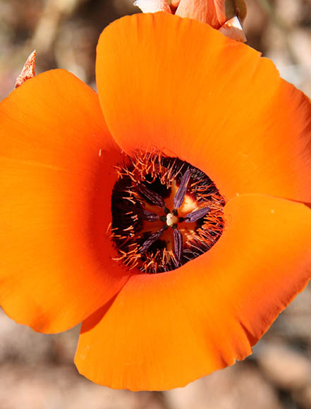 Sonoran Desert Plants - Calochortus kennedyi (Desert Mariposa,Red ...