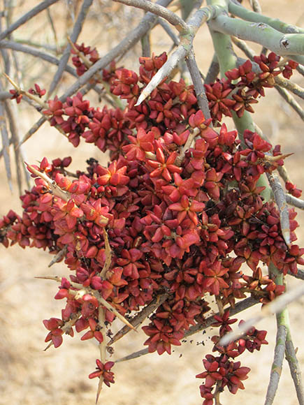 Sonoran Desert Plants - Castela emoryi (Crucifixion-thorn,corona de cristo)