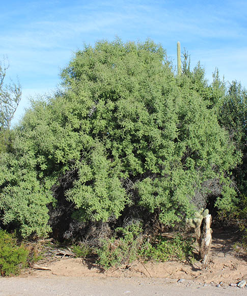 Sonoran Desert Plants - Condalia globosa v.pubescens (Bitter Condalia ...