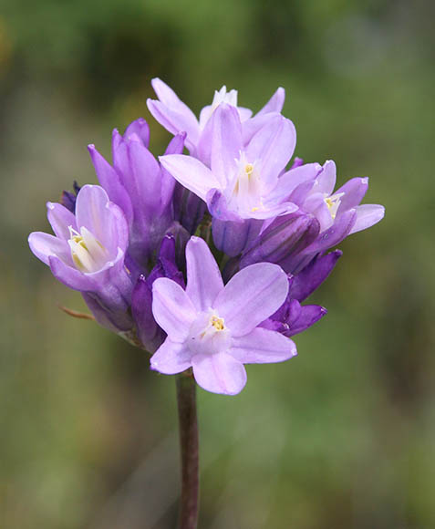 Sonoran Desert Plants - Dichelostemma capitatum ssp. pauciflorum (Blue ...