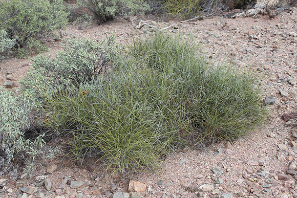 Sonoran Desert Plants - Ephedra aspera Engelmann ex S. Watson (Mormon ...