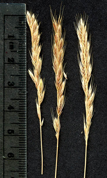 Sonoran Desert Plants - Festuca octoflora (Sixweeks Fescue,Eight ...