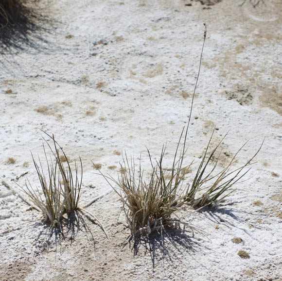 Sonoran Desert Plants - Juncus cooperi (Coopers Rush)