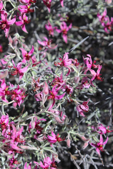 Sonoran Desert Plants - Krameria bicolor (White Rhatany,cosahul)