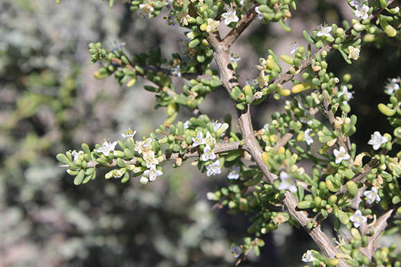 Sonoran Desert Plants - Lycium californicum v.californicum (California ...