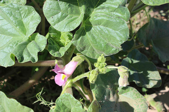 Sonoran Desert Plants - Proboscidea parviflora ssp.parviflora (Devils ...