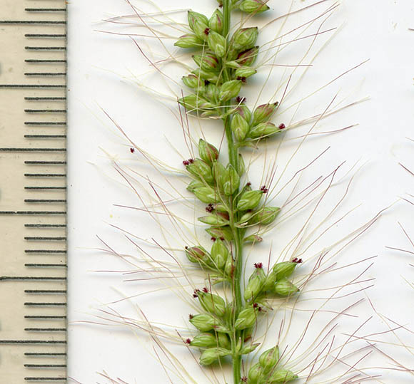 Sonoran Desert Plants - Setaria liebmannii (Liebmans Bristle Grass ...