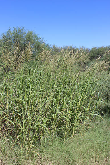 Sonoran Desert Plants - Sorghum halepense (Johnson Grass,zacate johnson)