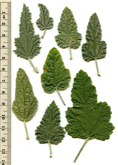 Sonoran Desert Plants - Sphaeralcea emoryi (Emory Globemallow,mal de ojo)