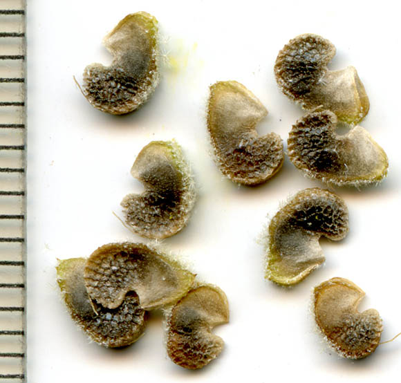 Sonoran Desert Plants - Sphaeralcea emoryi (Emory Globemallow,mal de ojo)