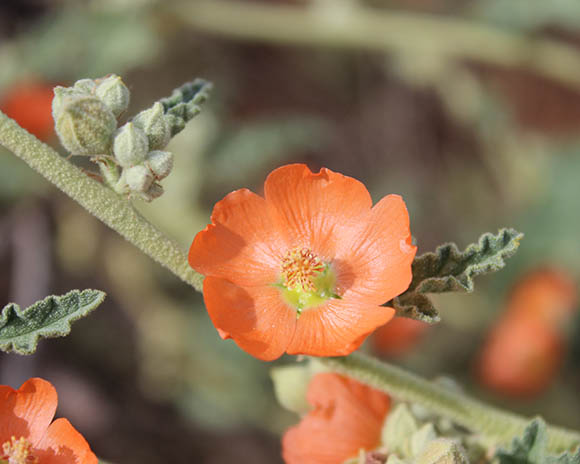 Sonoran Desert Plants - Sphaeralcea emoryi (Emory Globemallow,mal de ojo)