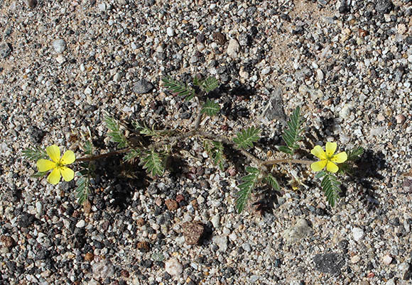 Sonoran Desert Plants - Tribulus terrestris Linnaeus (Puncture Vine ...