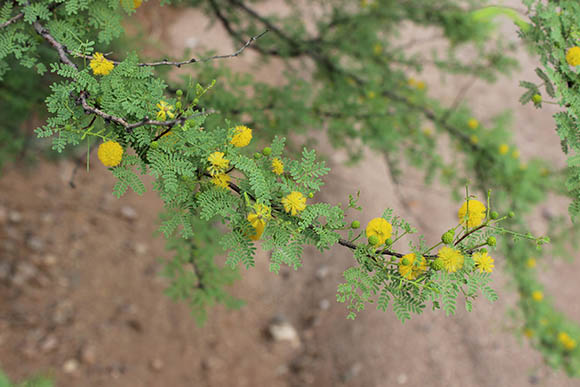 Vachellia constricta (Bentham) Seigler & Ebinger
